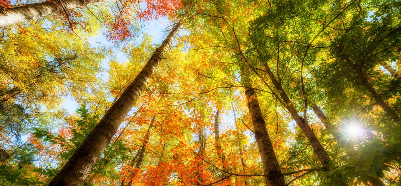 Carbon Offset & Carbon Credits Canada - Perimeter Forest