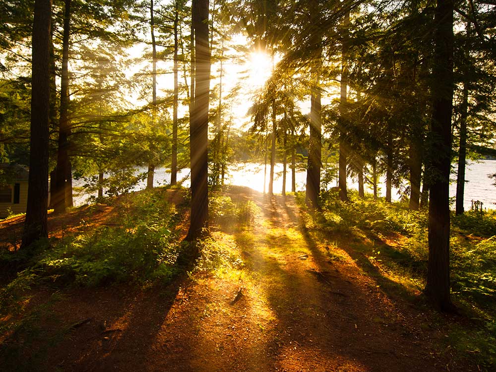 Our Products: Nature Preservation Programs - Perimeter Forest