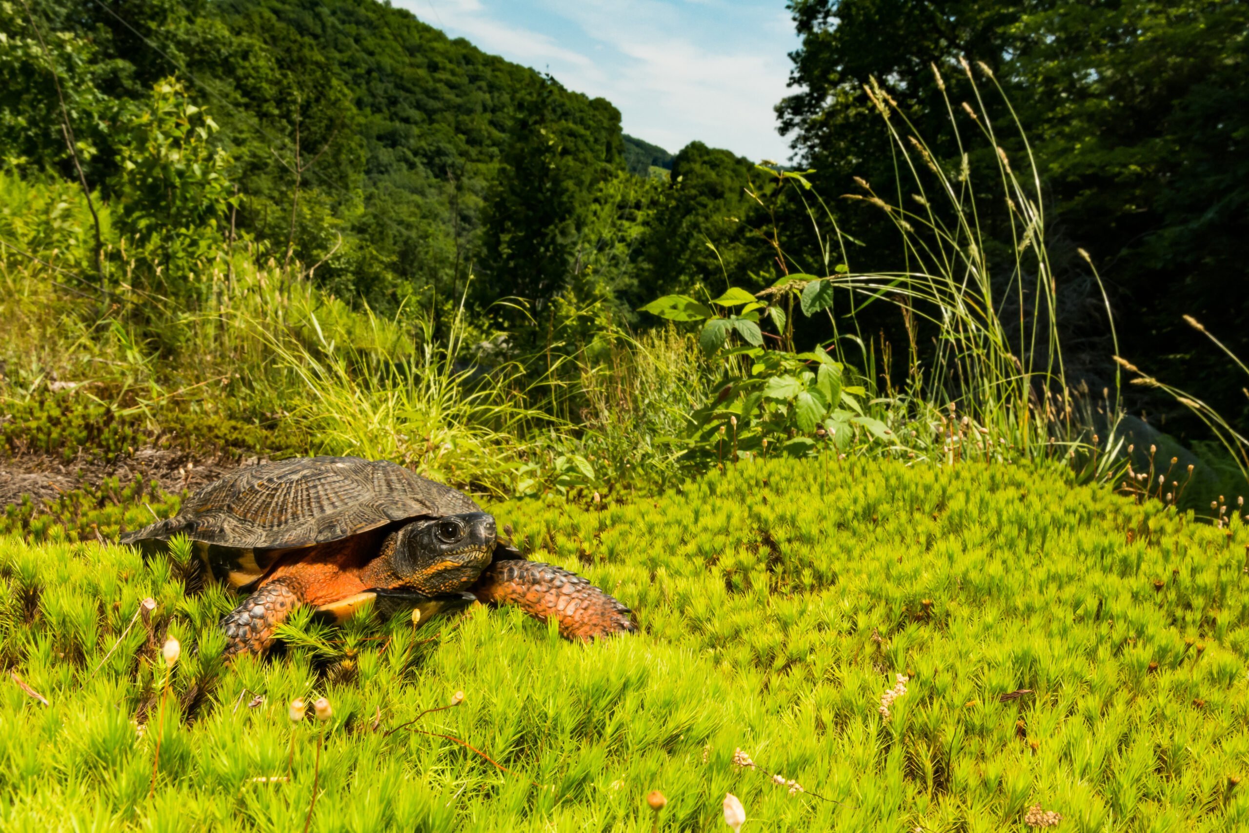 Our Products: Nature Preservation Programs - Perimeter Forest
